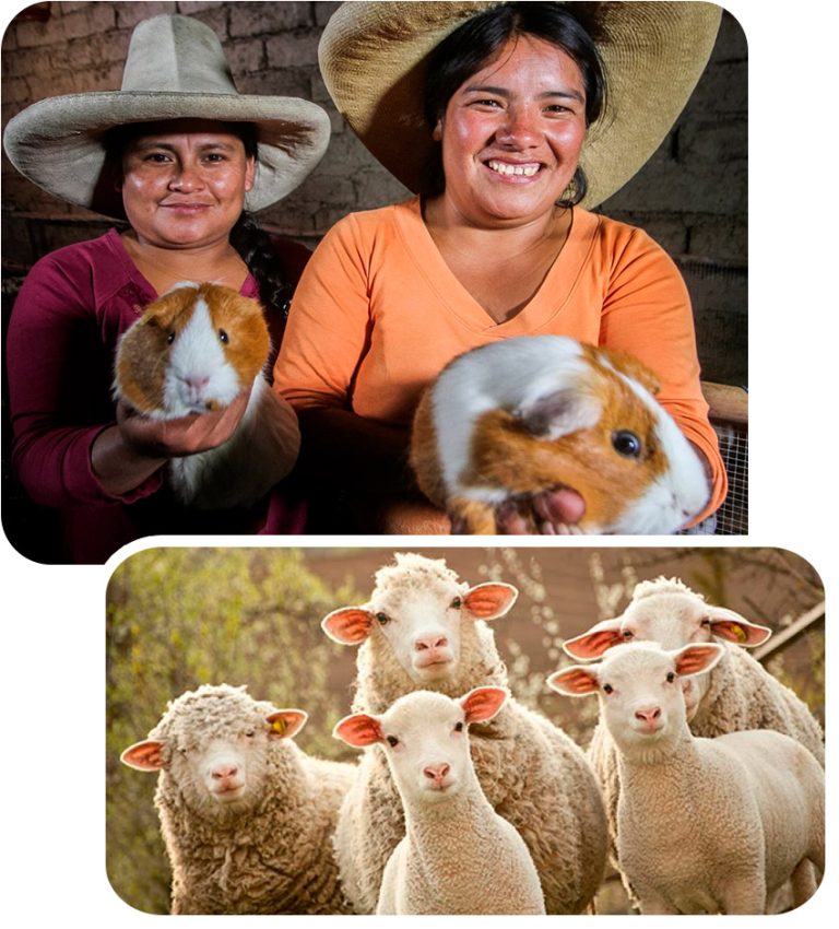 Farmavet Labs – – Cuidamos lo que más te importa